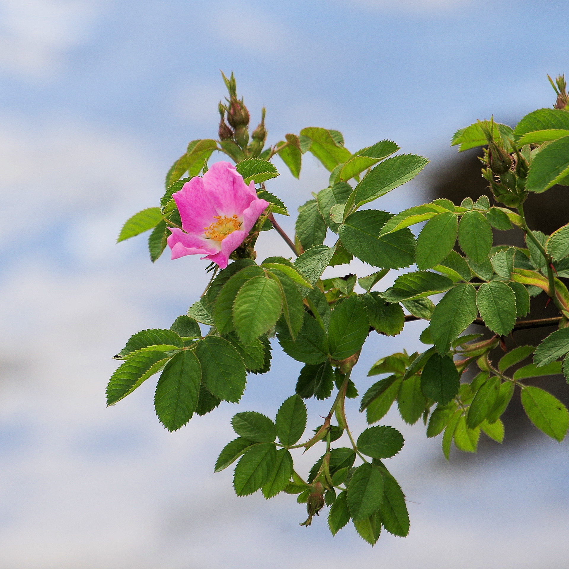 River Forth walk, Stirling to Craigforth – colinbaird.net