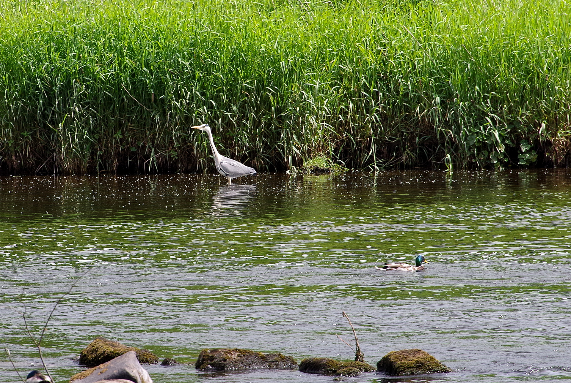River Forth walk, Stirling to Craigforth – colinbaird.net