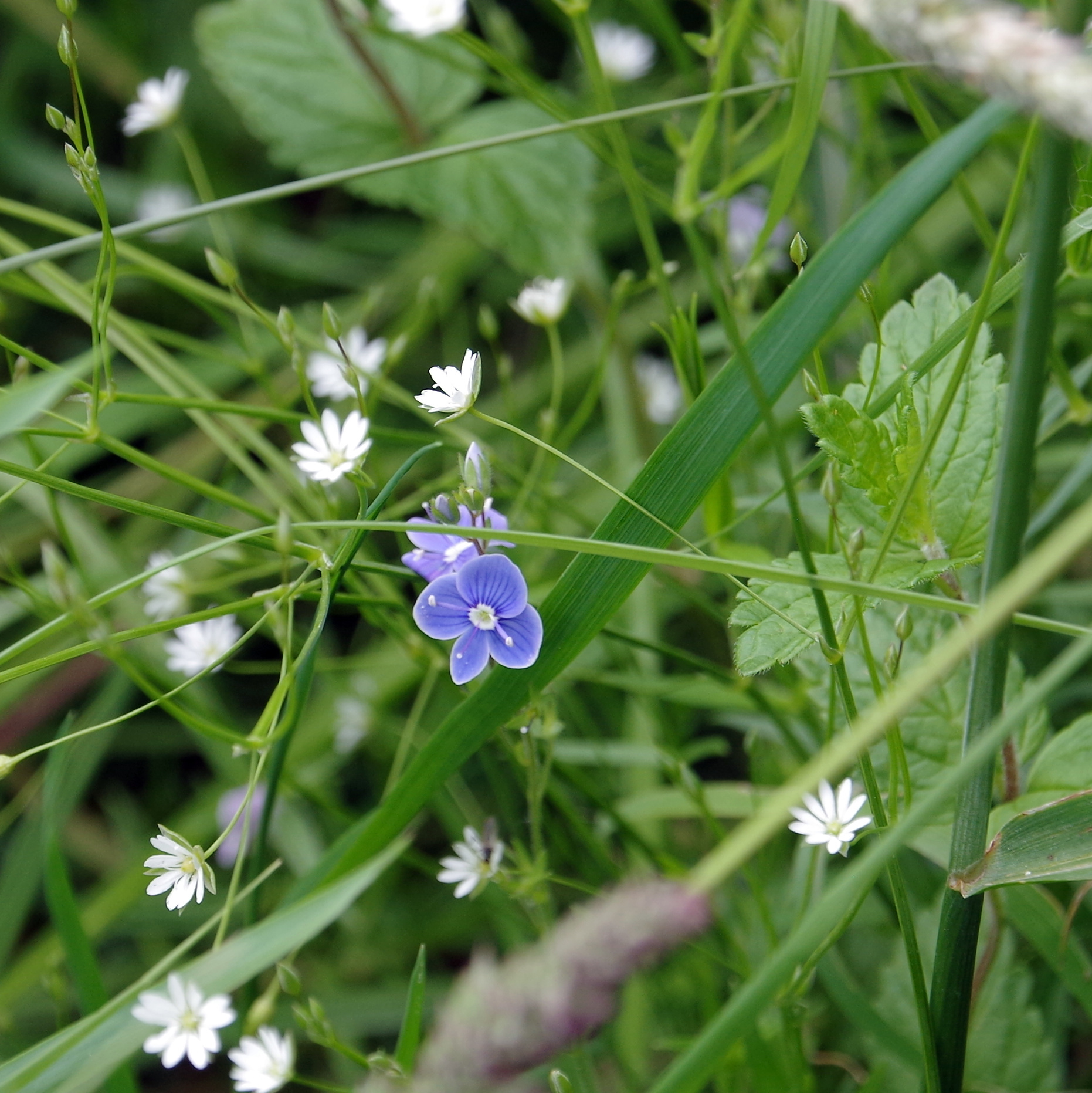 River Forth walk, Stirling to Craigforth – colinbaird.net